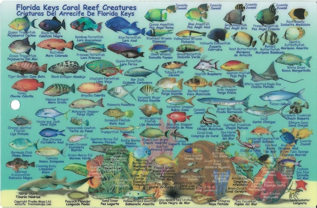 florida-keys-dive-map-reef-creatures-guide-franko-maps-waterproof-fish ...