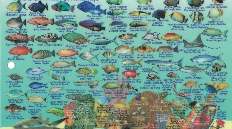 Florida Keys Dive Map Review