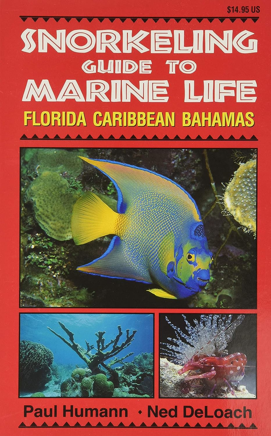 snorkeling-guide-to-marine-life-florida-caribbean-bahamas | Keys ...