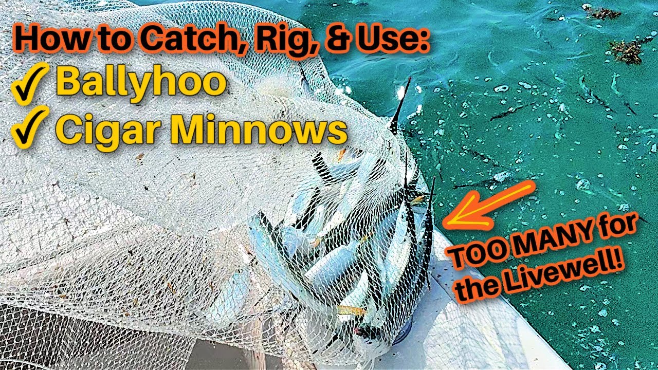 LOADING the Livewell with Bait | How to Catch, Rig & Use Ballyhoo ...